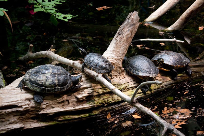 Four Turtles Resting on a Log Stock Image - Image of hard, vertebrate ...
