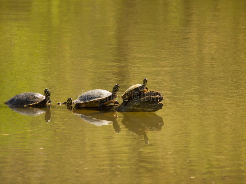 Four Turtles are in the Water and One is Facing Forward Stock Image ...