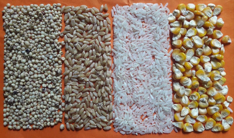 Four Types Grains Stock Photos - Free & Royalty-Free Stock Photos from ...