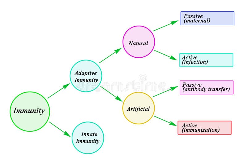 Types of Human Immunity stock illustration. Illustration of diagram ...