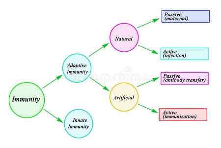 Types of Human Immunity stock illustration. Illustration of diagram ...