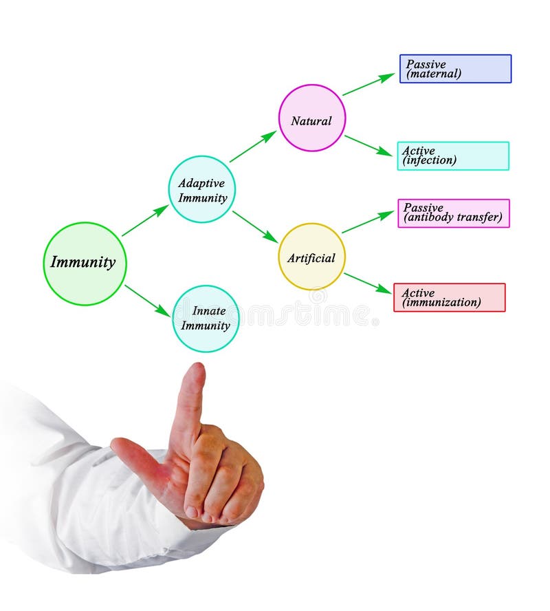 Types of Human Immunity stock image. Image of concept - 243922901