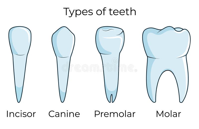 Four Types of Human Teeth Isolated on White Background Vector ...