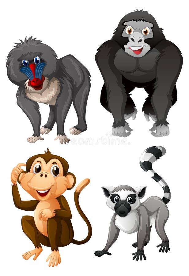 Four Types of Monkeys on White Background Stock Vector - Illustration ...