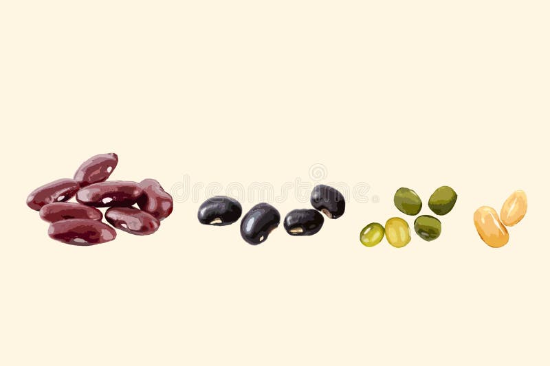 The Four Types of Whole Grains Stock Illustration - Illustration of ...