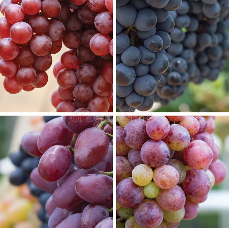 Collage with Four Seasons Looks of the Year Stock Photo - Image of fall ...