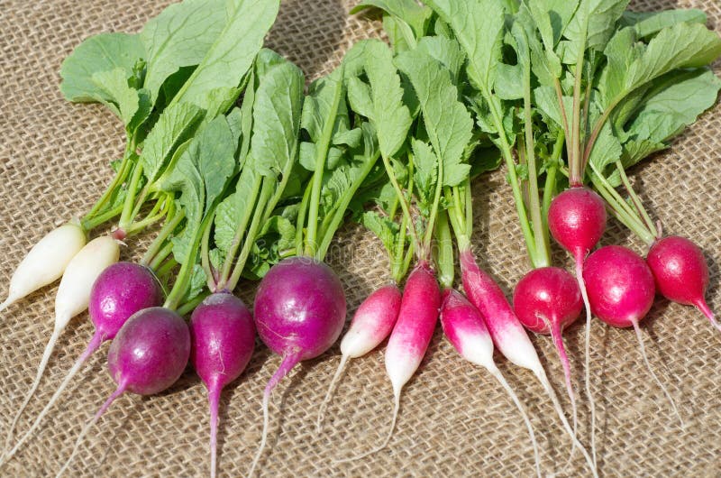 Fresh Radish of Different Varieties Stock Photo - Image of closeup ...