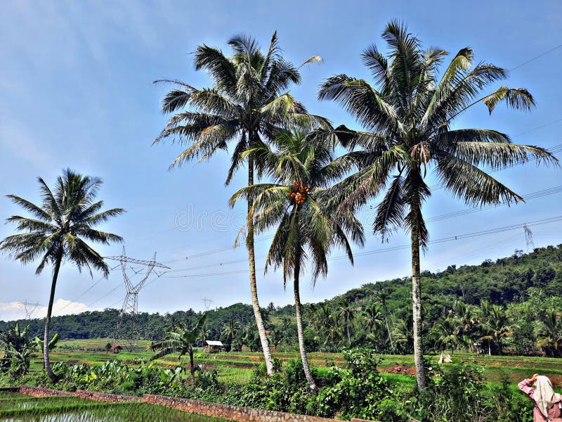 Four Very Tall Coconut Trees Stock Image - Image of four, trees: 268911275