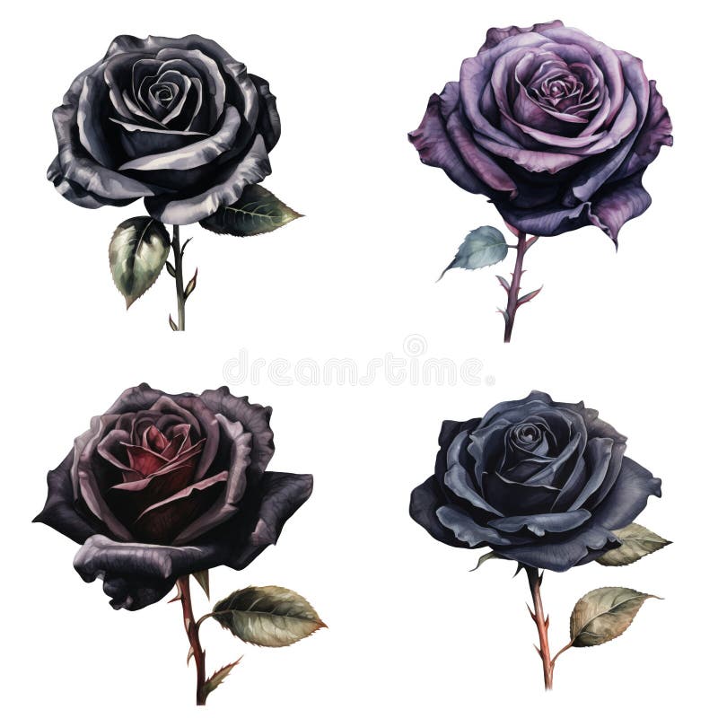 Four Watercolor Black Roses with Stems and Leaves Stock Illustration ...