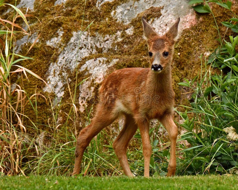 Four Weeks Young Wild Roe Deer, Capreolus Capreolus Stock Photo - Image ...