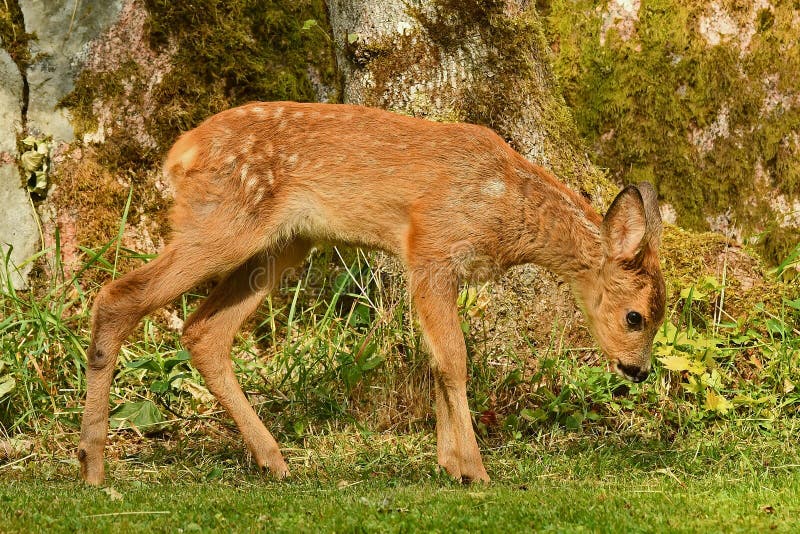 Four Weeks Young Wild Roe Deer, Capreolus Capreolus Stock Photo - Image ...