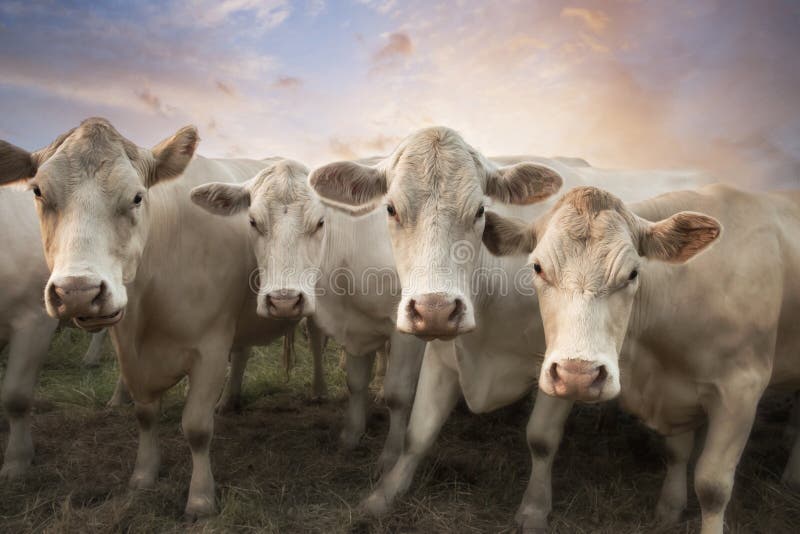 Four white cows stock photo. Image of cattle, beef, face - 56133618