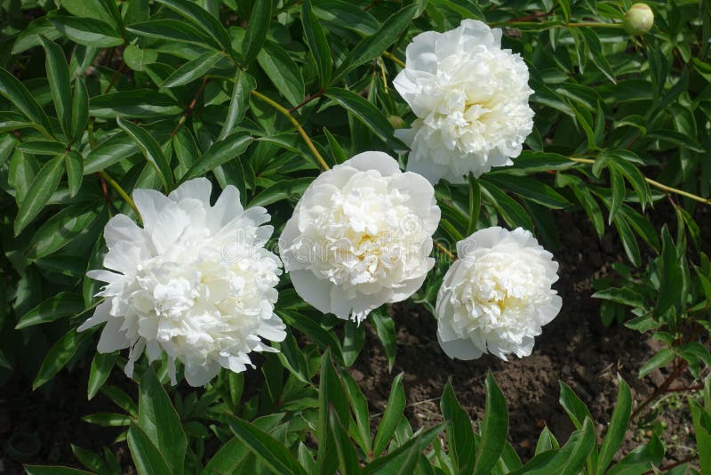Four White Double Peonies in June Stock Image - Image of leafage ...