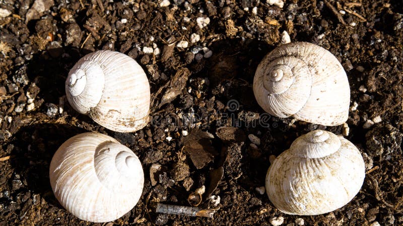 Four White Empty Snail Shells Stock Photo - Image of nature, shells ...