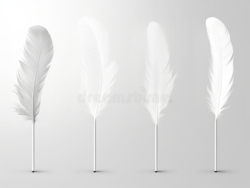 Four White Feathers are Shown in a Row, with the First Feather Being the Tallest Stock ...