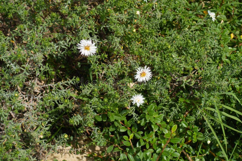 Four White Flowers of Heath Aster in September Stock Photo - Image of ...