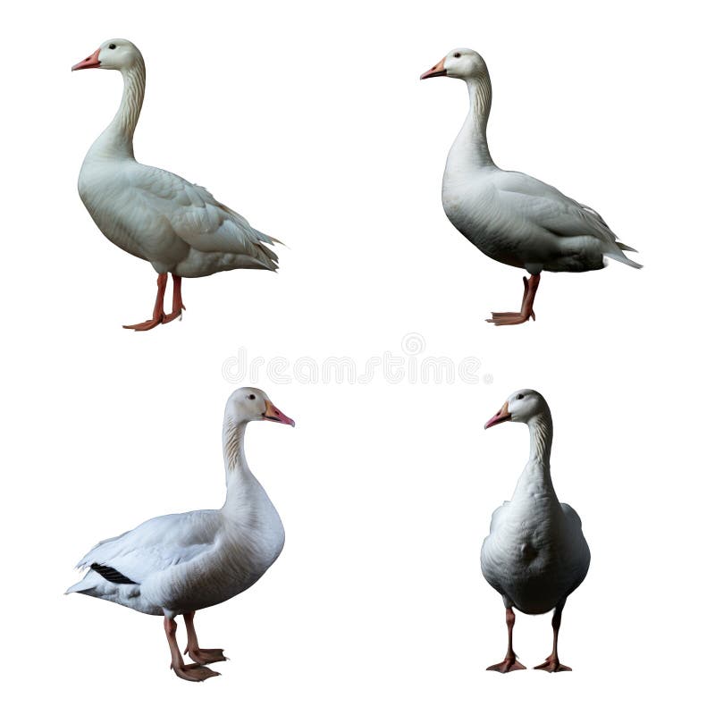 Four White Geese in Different Poses on a White Background Stock ...