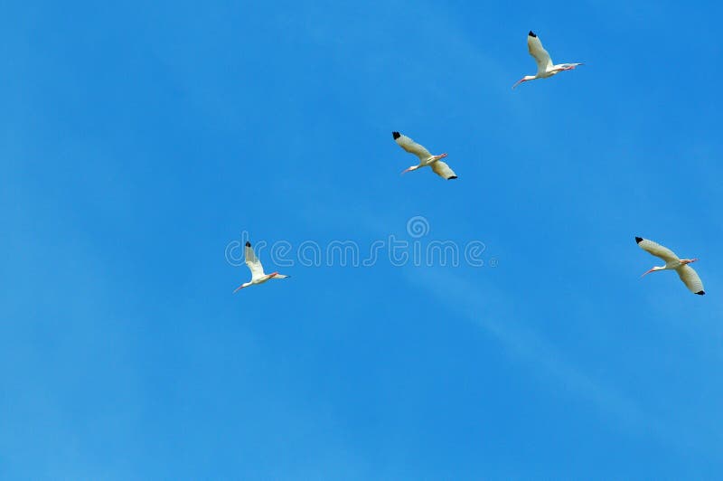 112,396 White Birds Blue Background Stock Photos - Free & Royalty-Free ...