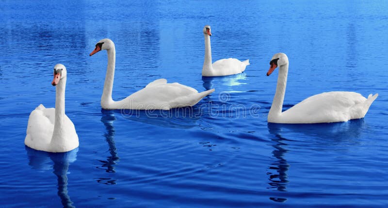 Four White Swans Floats in Blue Water Stock Image - Image of graceful ...
