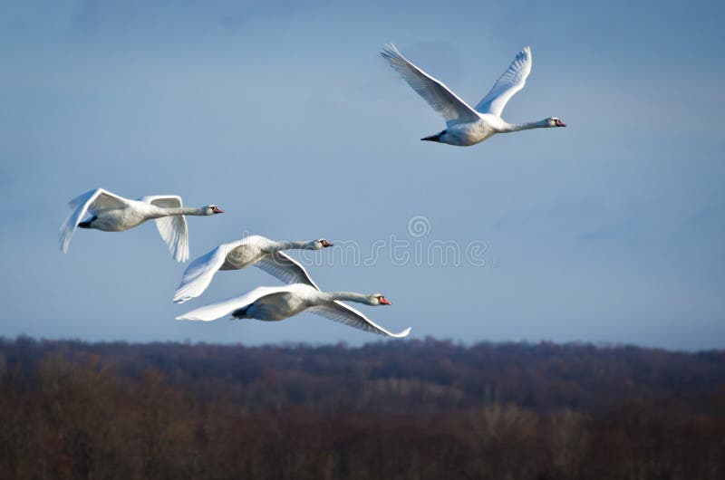 Four White Swans Flying in a Blue Sky Stock Photo - Image of flight ...