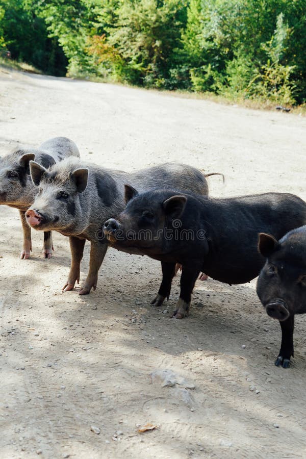 Four Wild Boar Pig Pigs in the Woods Stock Image - Image of dangerous ...