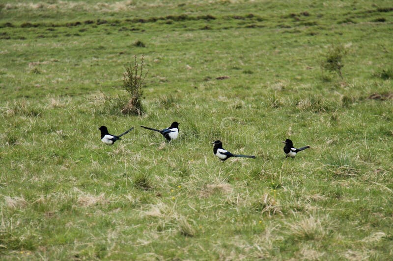 Four Wild Magpie Birds. stock image. Image of wildlife - 321414117