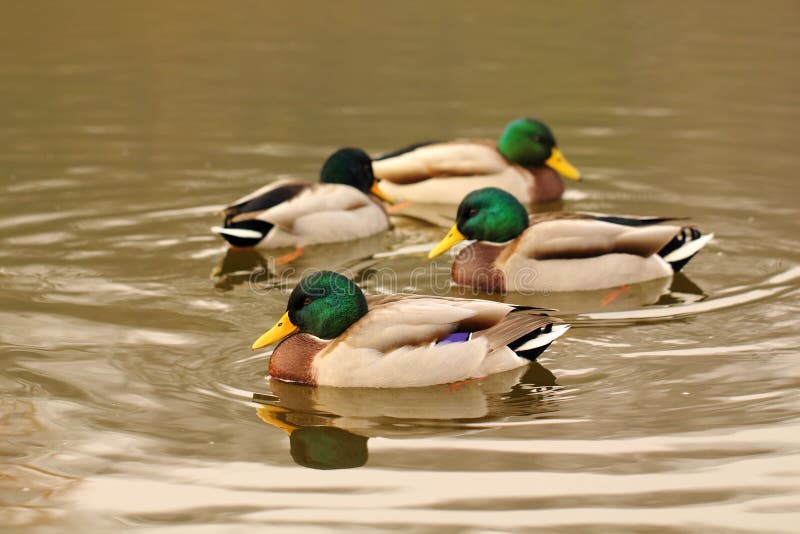 Four Wild Mallard Ducks on the Lake Stock Photo - Image of birdwatching ...