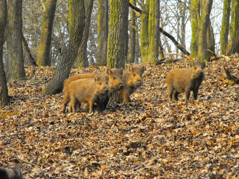 Four wild piglets stock image. Image of piglets, fauna - 19149789