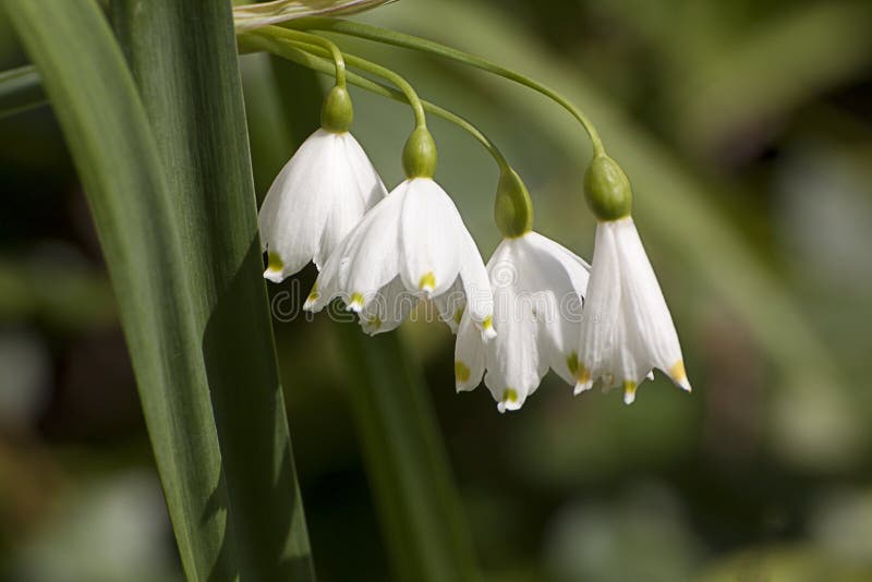 Four wild snowdrop flowers stock image. Image of seasonal - 34907563