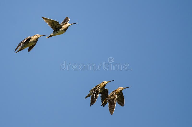 Four Wilson S Snipe Flying in a Blue Sky Stock Image - Image of bird ...