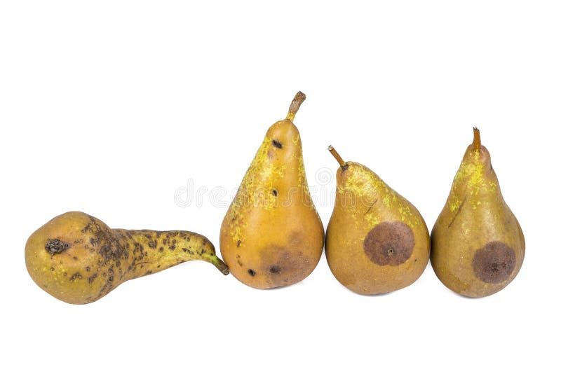 Pear with worm hole stock image. Image of worm, pear - 17130703