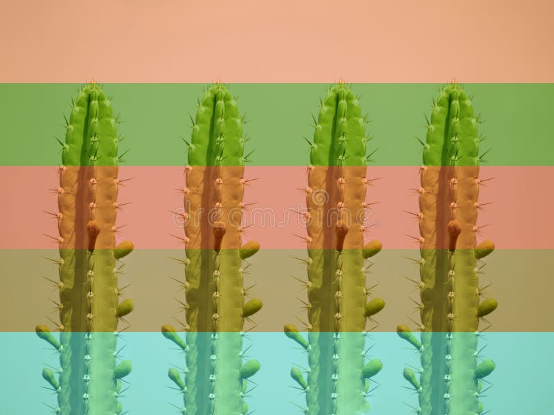 Four Cactus on Colors Background Stock Image - Image of idea ...