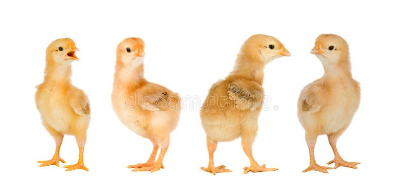 Group of yellow chickens stock photo. Image of growth - 12928426
