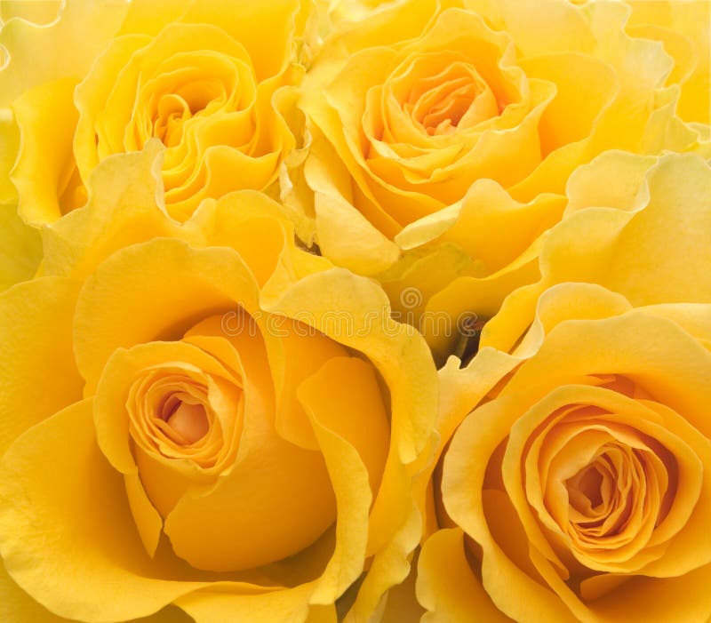Four yellow roses stock image. Image of celebration, macro - 10984969