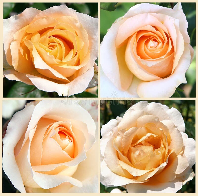 Four yellow roses desin stock image. Image of plant, fragility - 39488009
