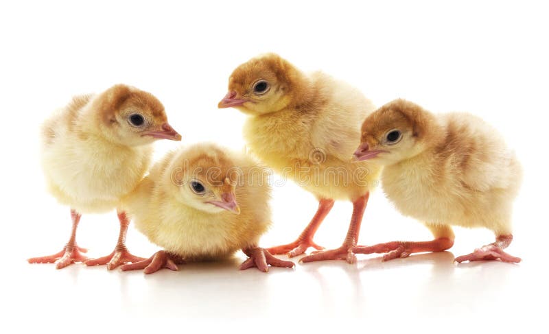 Four yellow turkeys. stock photo. Image of closeup, cute - 124401736