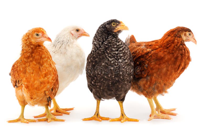 Four brown hens isolated stock photo. Image of isolated - 194459050