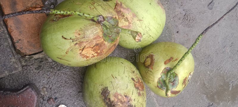 Four young coconuts stock image. Image of tree, food - 267186425