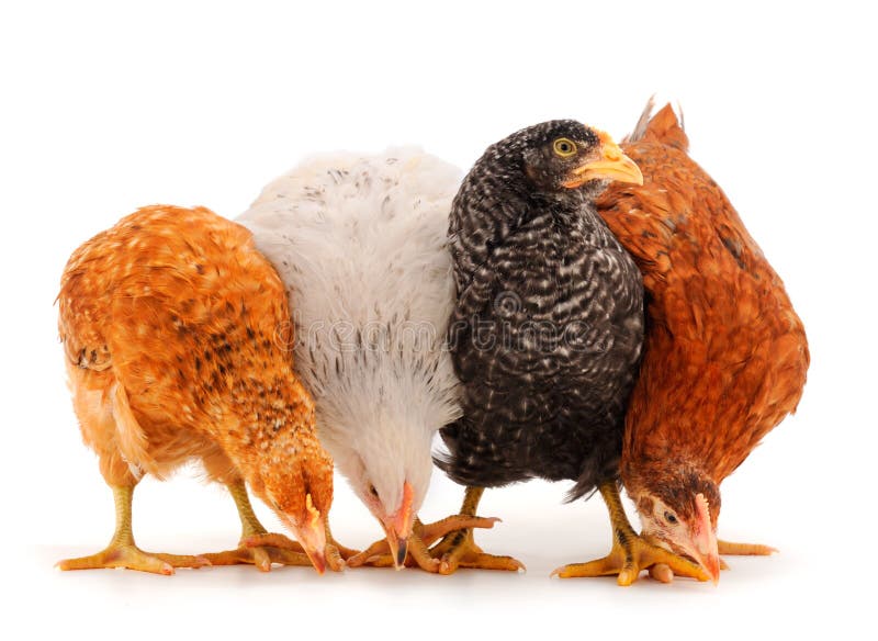 Four brown hens isolated stock photo. Image of isolated - 194459050