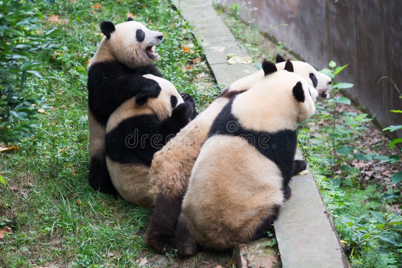 Four Young Pandas Waiting for Foo Stock Image - Image of rare, asia ...