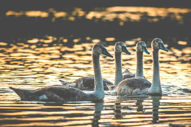 Closeup Of Lake Champlain Cliff Stock Image - Image of rocky, champlain ...