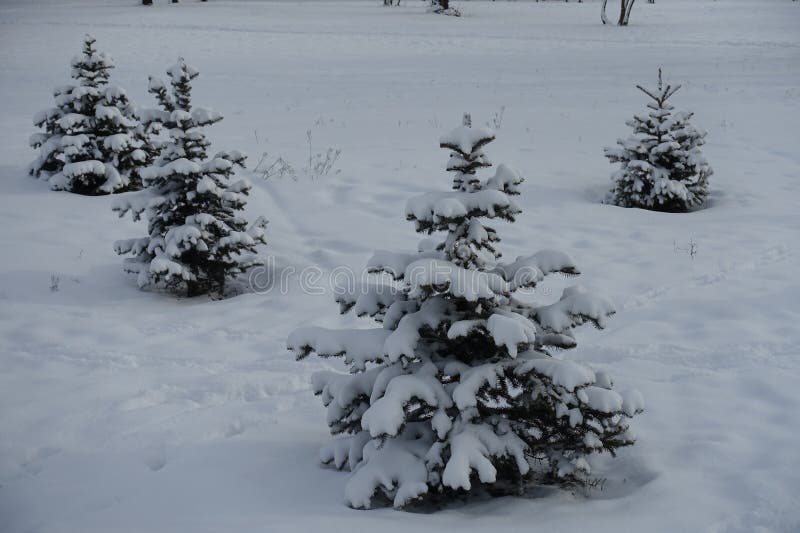 Four Young Trees of Spruces Covered with Snow in December Stock Photo ...