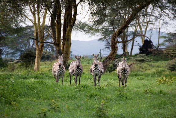 Four zebras stock photo. Image of four, exotic, trees - 25220722