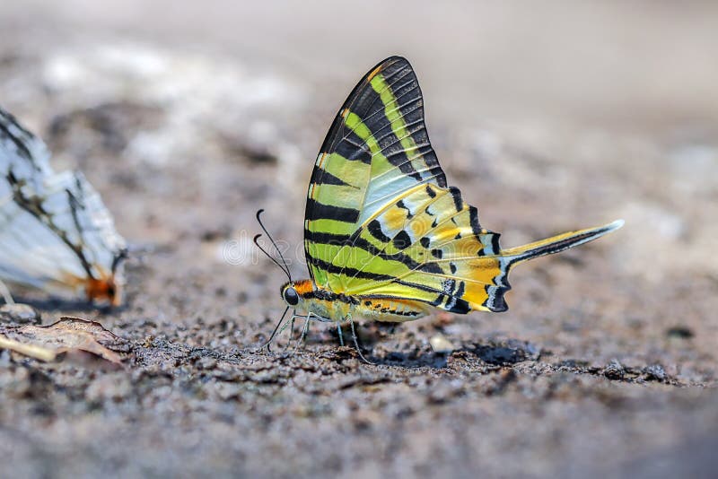 301 Swordtail Butterfly Stock Photos - Free & Royalty-Free Stock Photos ...