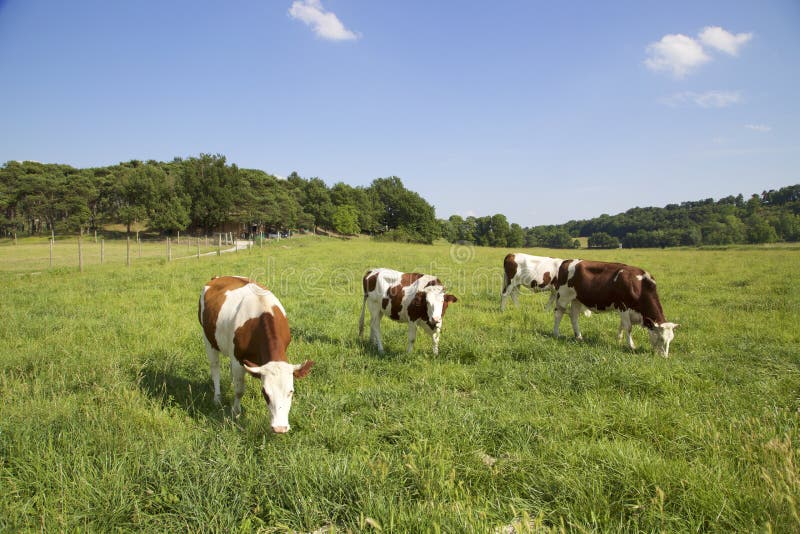 FourCows stock image. Image of four, fourcows, meadow - 72908959