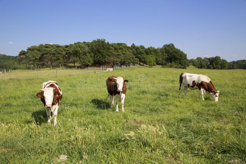 FourCows stock photo. Image of animals, rural, milk, clouds - 72909146