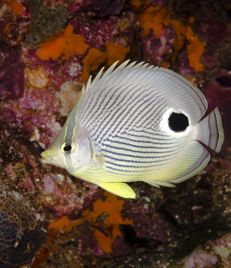 Foureye Butterflyfish stock image. Image of caribbean - 15486041