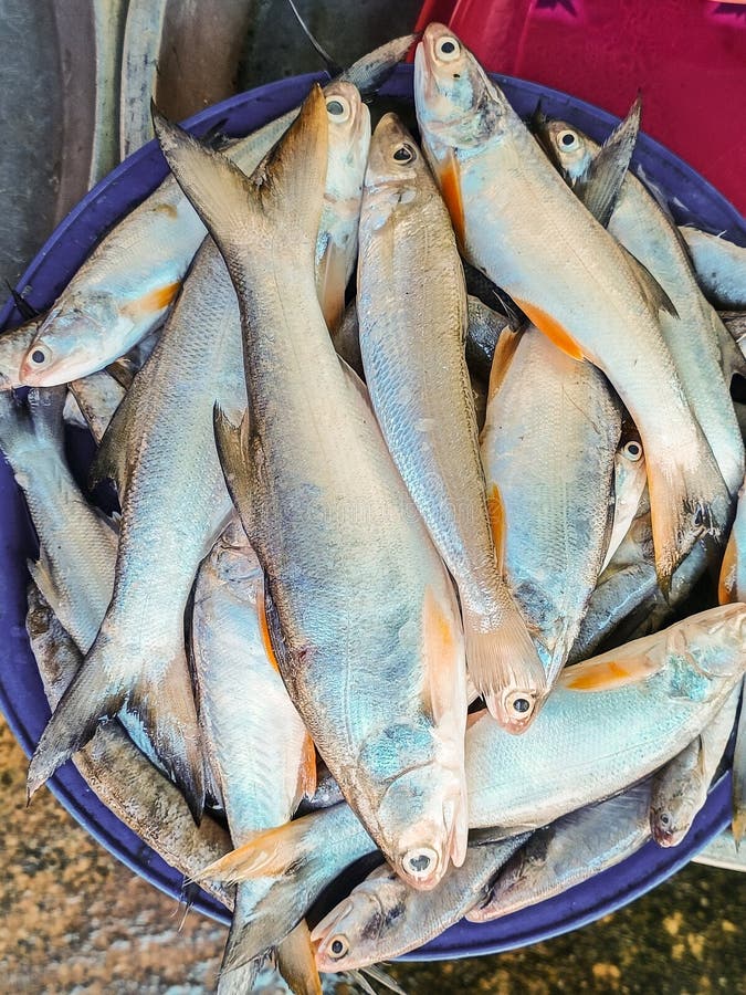 Fourfinger Threadfin or Indian Salmon Fish (Selective Focus) Stock ...