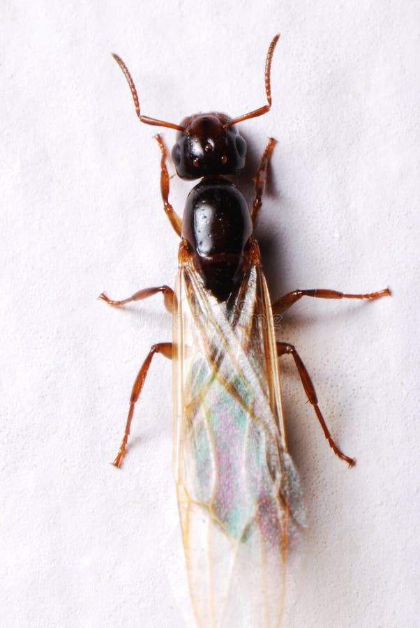 1,111 Photos de Fourmis Avec Des Ailes - Photos de stock gratuites et ...