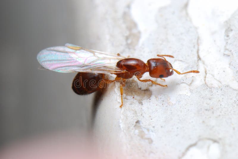 Fourmilière photo stock. Image du feuillage, lame, grand - 30610152